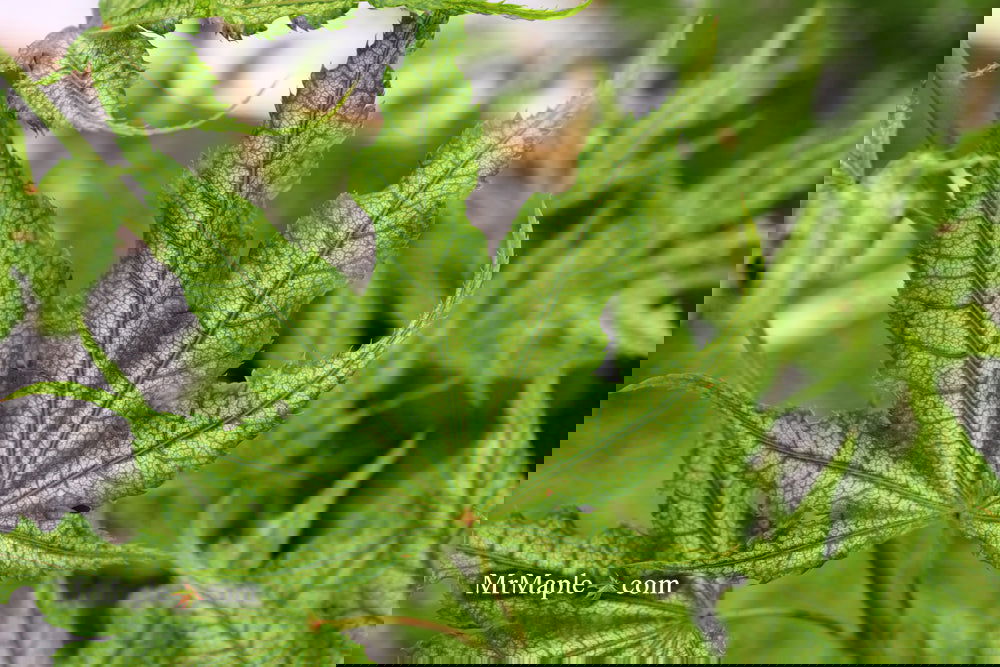 Buy Acer palmatum 'Alpine Silver Thread' Japanese Maple — Mr Maple ...