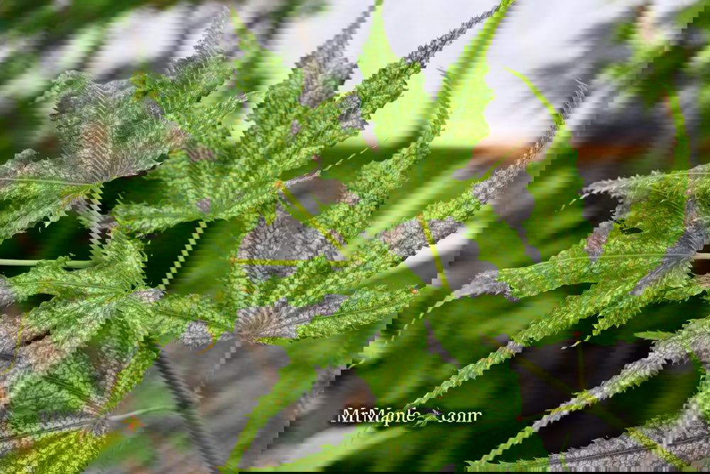 Buy Acer palmatum 'Alpine Silver Thread' Japanese Maple — Mr Maple ...