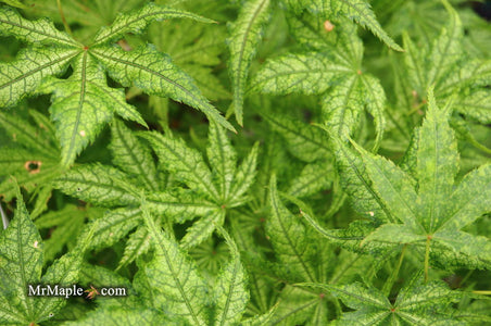 Buy Acer palmatum 'Alpine Silver Thread' Japanese Maple — Mr Maple ...