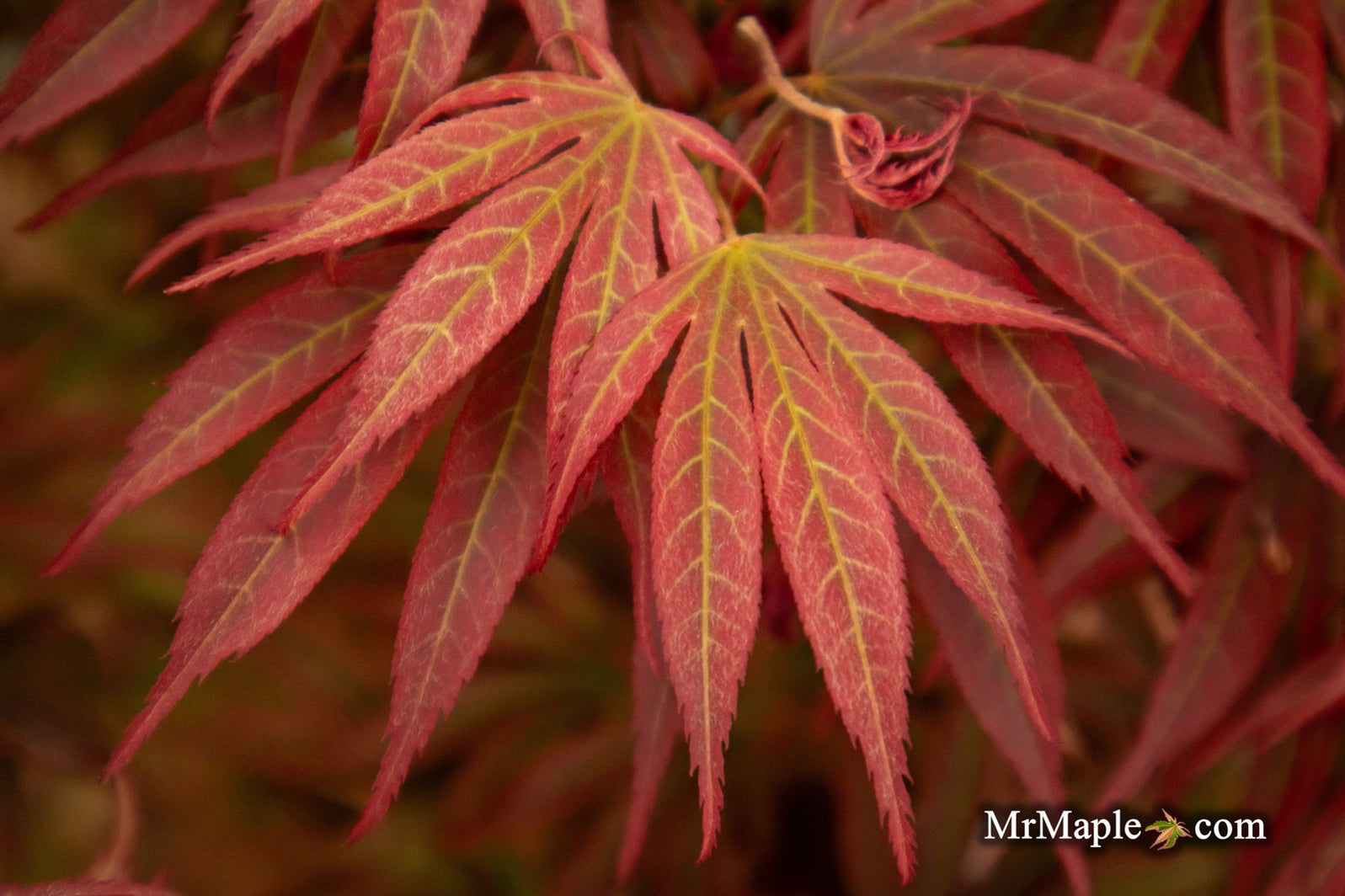 Buy Acer palmatum 'Alpine Sunrise' Dwarf Red Japanese Maple — Mr Maple ...