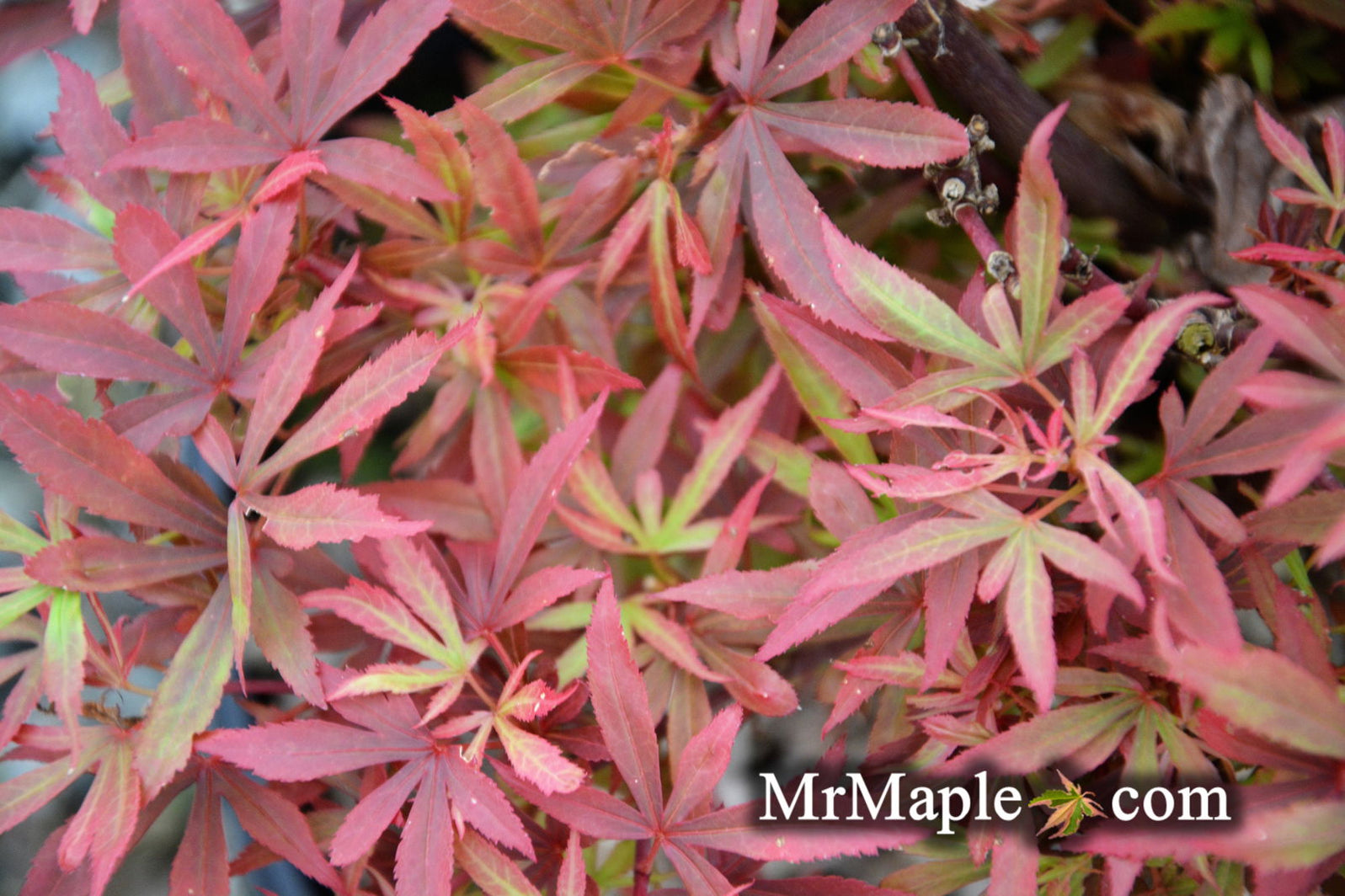 Buy Acer palmatum 'Alpine Sunrise' Dwarf Red Japanese Maple — Mr Maple ...