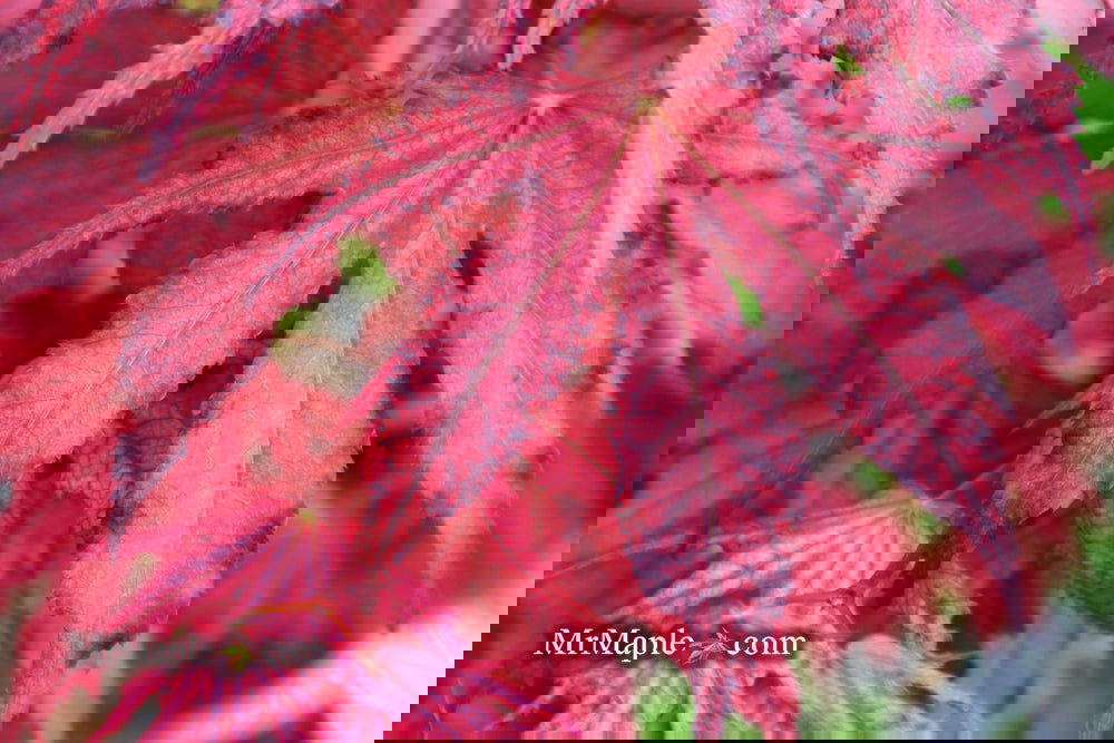 Buy Acer palmatum 'Amagi shigure' Japanese Maple — Mr Maple │ Buy ...