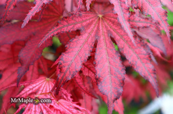 Buy Acer palmatum 'Amagi shigure' Japanese Maple — Mr Maple │ Buy ...