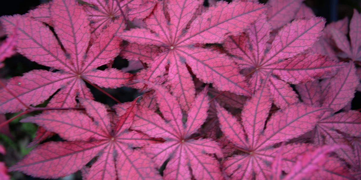 Buy Acer palmatum 'Amagi shigure' Japanese Maple — Mr Maple │ Buy ...
