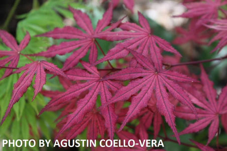 Buy Acer palmatum 'Amagi shigure' Japanese Maple — Mr Maple │ Buy ...