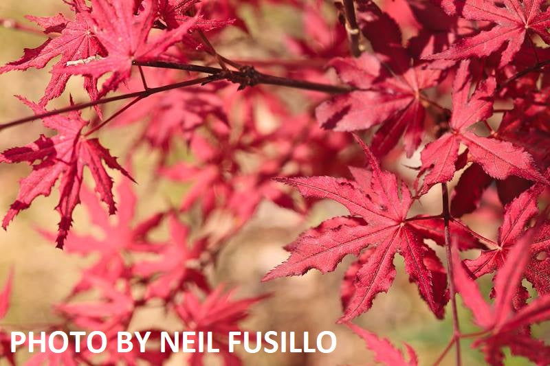 Buy Acer palmatum 'Amagi shigure' Japanese Maple — Mr Maple │ Buy ...