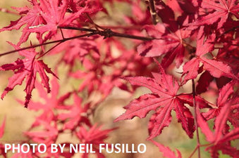 Buy Acer palmatum 'Amagi shigure' Japanese Maple — Mr Maple │ Buy ...