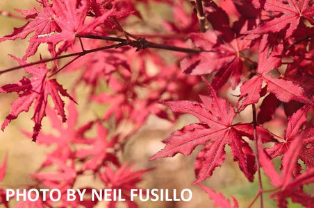 Buy Acer palmatum 'Amagi shigure' Japanese Maple — Mr Maple │ Buy ...