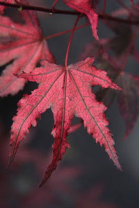 Buy Acer palmatum 'Amagi shigure' Japanese Maple — Mr Maple │ Buy ...