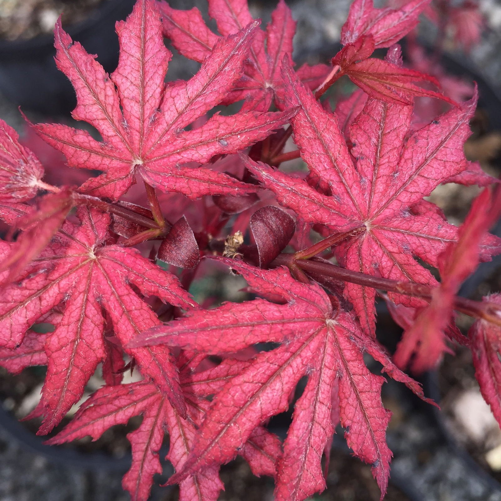 Buy Acer palmatum 'Amagi shigure' Japanese Maple — Mr Maple │ Buy ...
