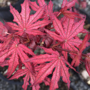 Buy Acer palmatum 'Amagi shigure' Japanese Maple — Mr Maple │ Buy ...