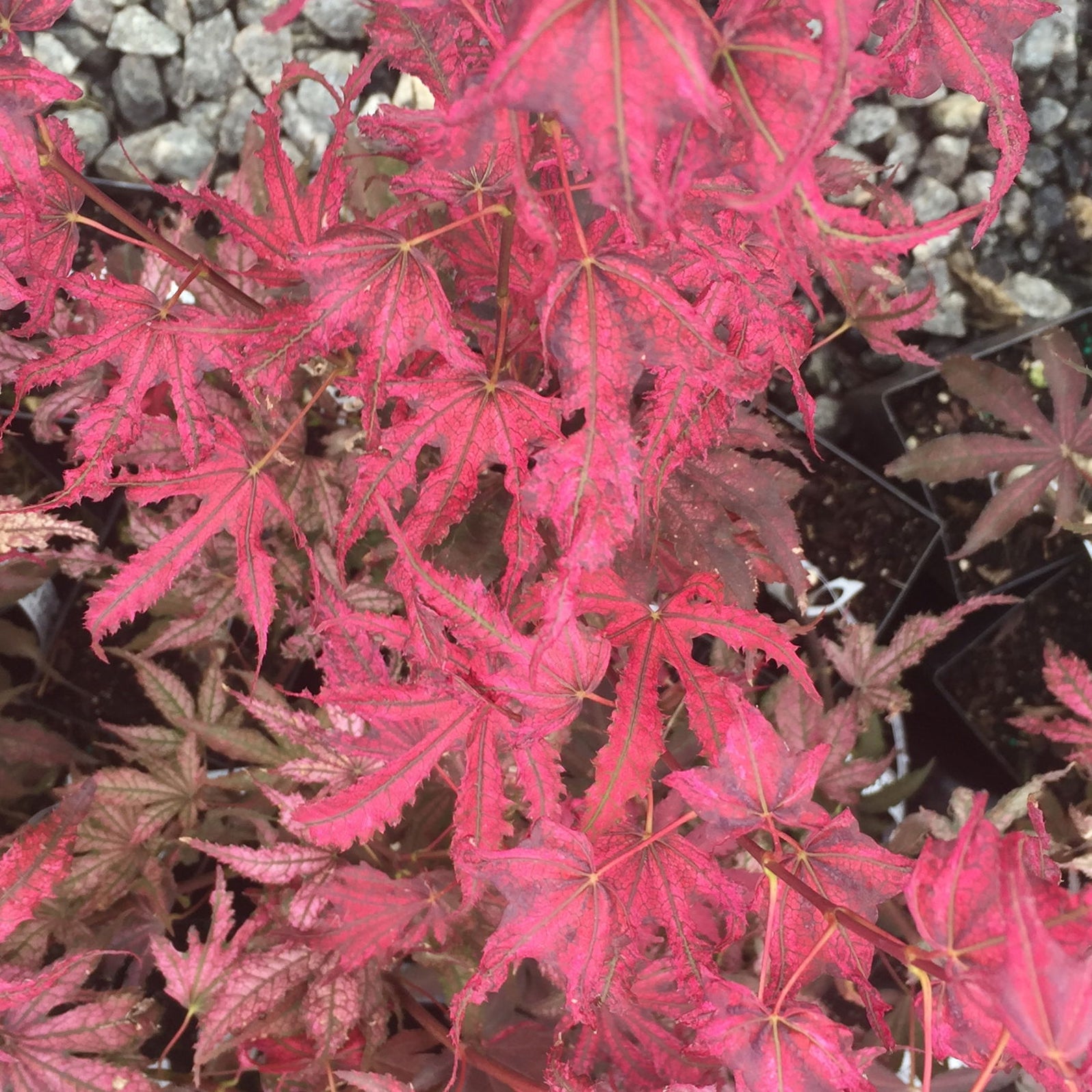 Buy Acer palmatum 'Amagi shigure' Japanese Maple — Mr Maple │ Buy ...