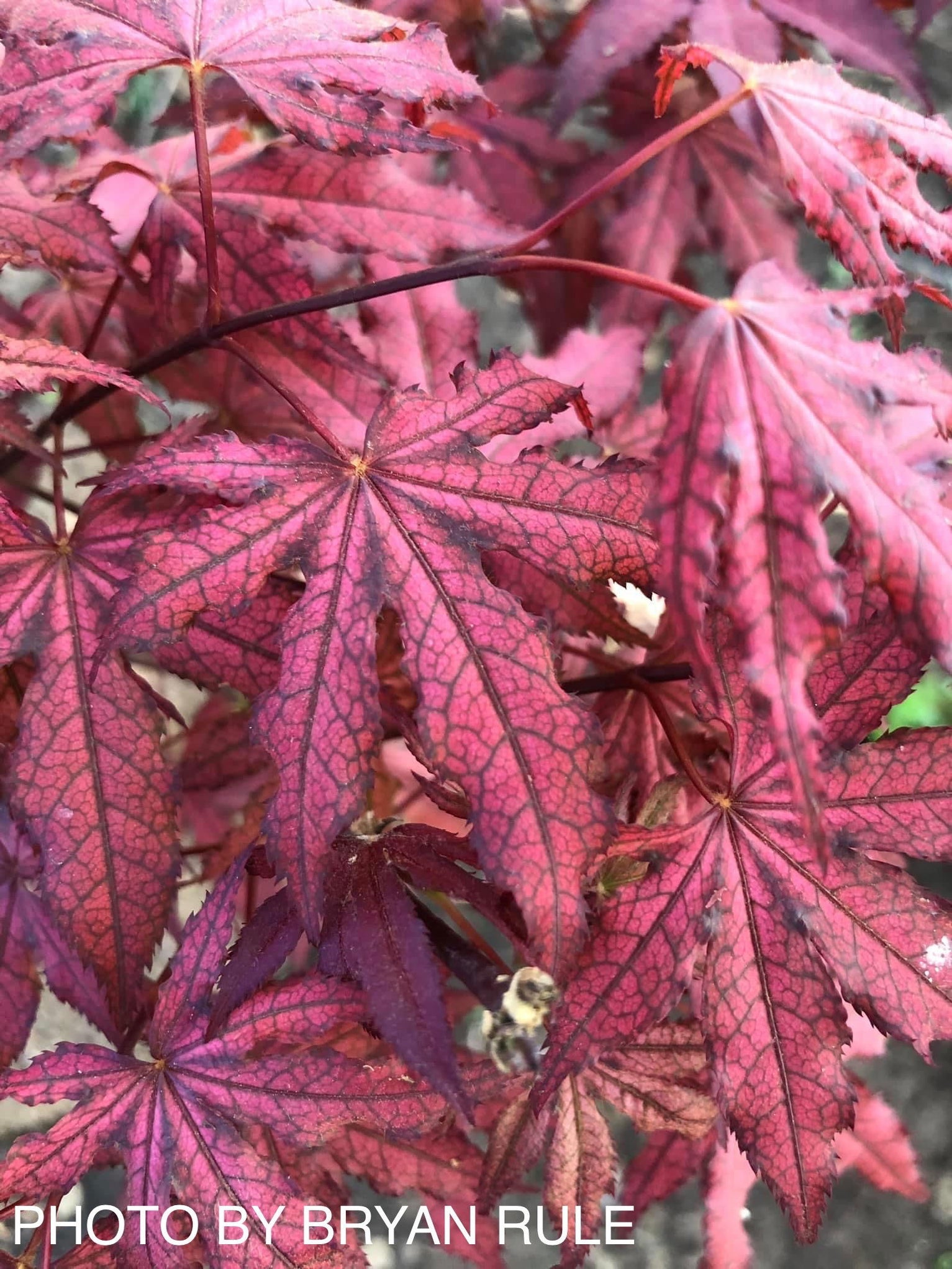Buy Acer palmatum 'Amagi shigure' Japanese Maple — Mr Maple │ Buy ...