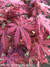 Buy Acer palmatum 'Amagi shigure' Japanese Maple — Mr Maple │ Buy ...