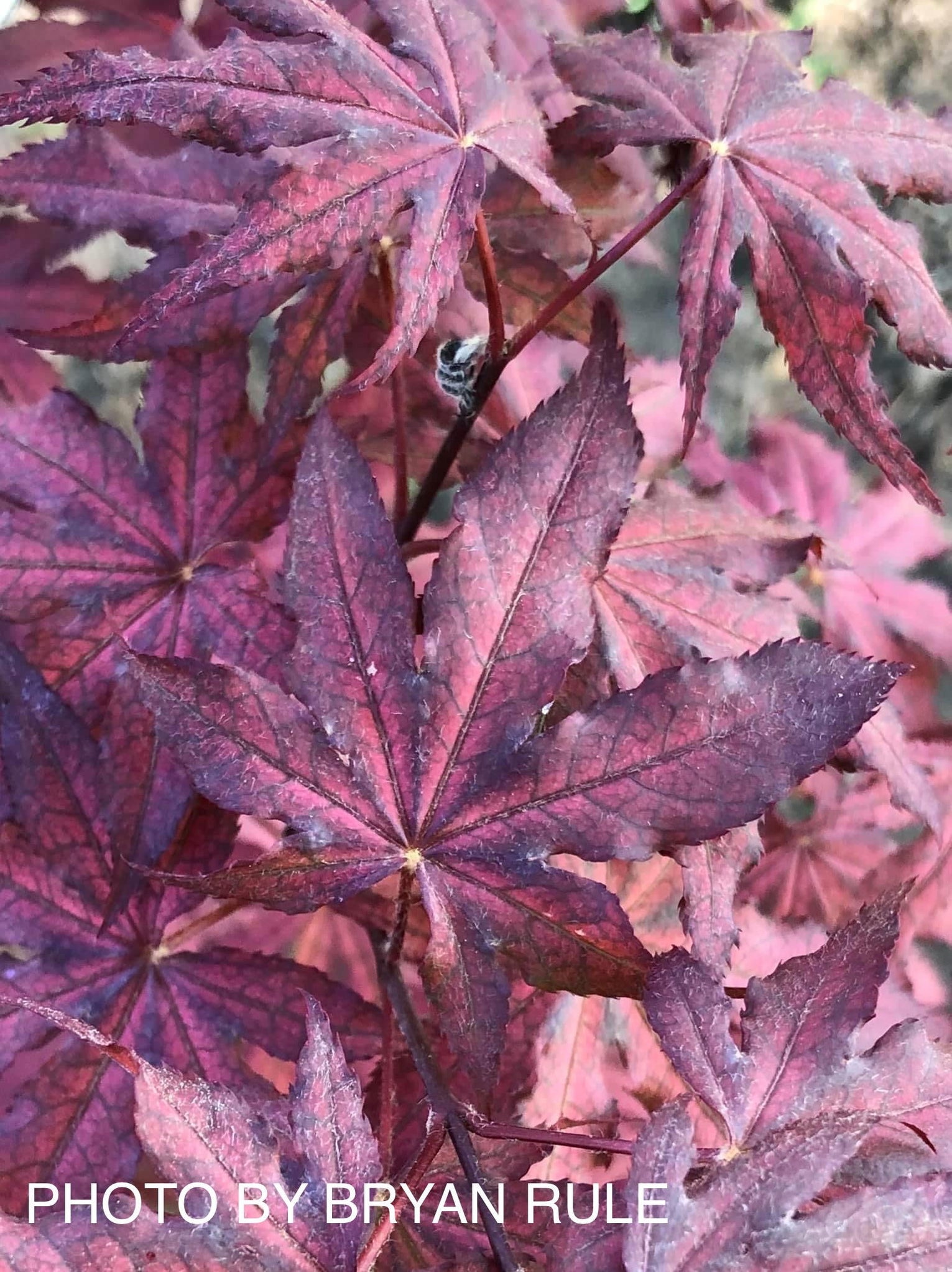 Buy Acer palmatum 'Amagi shigure' Japanese Maple — Mr Maple │ Buy ...
