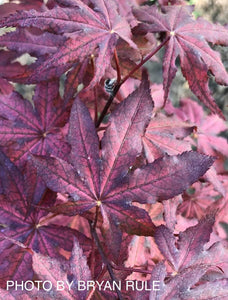 Buy Acer palmatum 'Amagi shigure' Japanese Maple — Mr Maple │ Buy ...