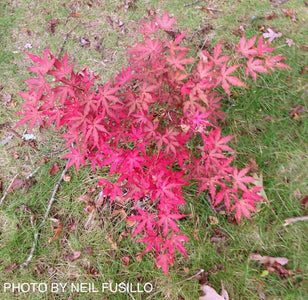 Buy Acer palmatum 'Amagi shigure' Japanese Maple — Mr Maple │ Buy ...