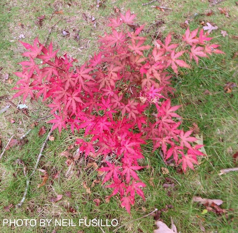 Buy Acer palmatum 'Amagi shigure' Japanese Maple — Mr Maple │ Buy ...