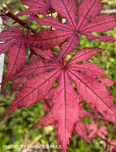 Buy Acer palmatum 'Amagi shigure' Japanese Maple — Mr Maple │ Buy ...