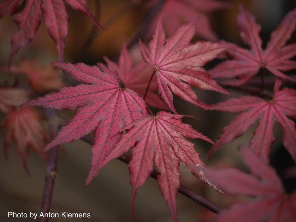 Buy Acer palmatum 'Amagi shigure' Japanese Maple — Mr Maple │ Buy ...