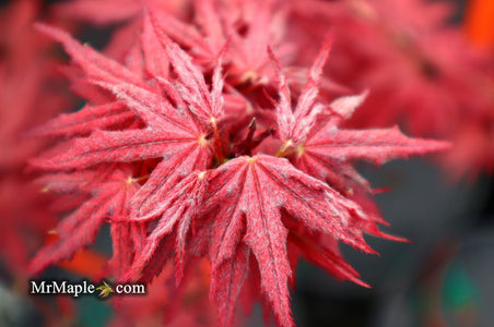 Buy Acer palmatum 'Amagi shigure' Japanese Maple — Mr Maple │ Buy ...