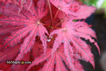 Buy Acer palmatum 'Amagi shigure' Japanese Maple — Mr Maple │ Buy ...