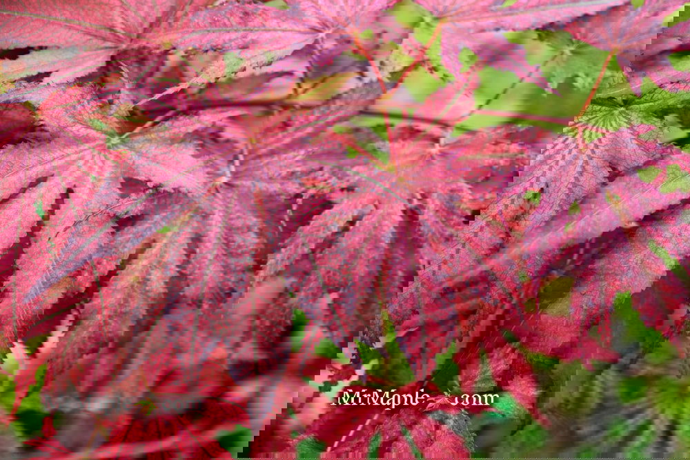 Buy Acer palmatum 'Amagi shigure' Japanese Maple — Mr Maple │ Buy ...
