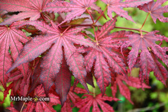 Buy Acer palmatum 'Amagi shigure' Japanese Maple — Mr Maple │ Buy ...