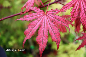 Buy Acer palmatum 'Amagi shigure' Japanese Maple — Mr Maple │ Buy ...