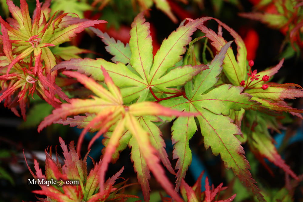 Buy Acer palmatum 'Angel the Prince' Japanese Maple — Mr Maple │ Buy ...