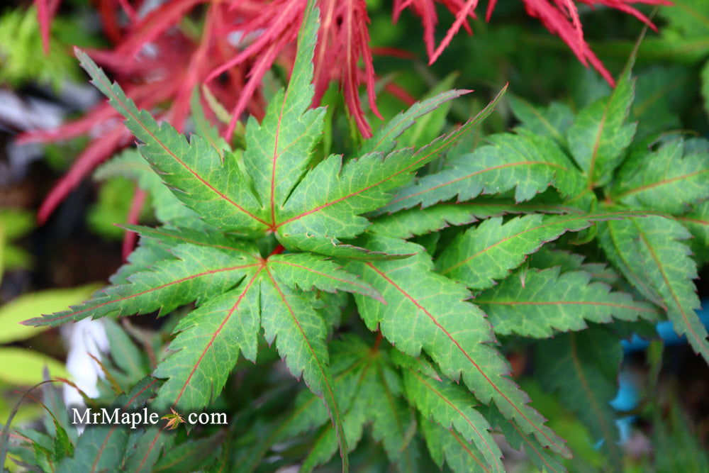 Buy Acer palmatum 'Angel the Prince' Japanese Maple — Mr Maple │ Buy ...