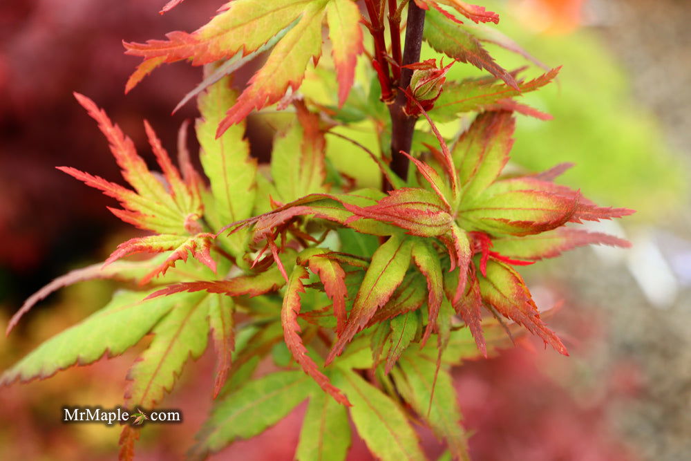 Buy Acer palmatum 'Angel the Prince' Japanese Maple — Mr Maple │ Buy ...