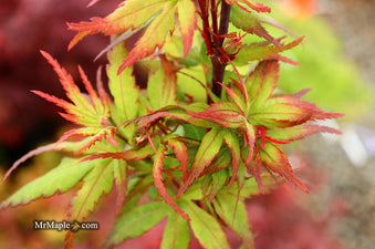 Buy Acer palmatum 'Angel the Prince' Japanese Maple — Mr Maple │ Buy ...