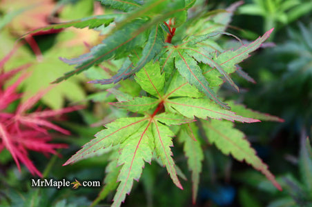 Buy Acer palmatum 'Angel the Prince' Japanese Maple — Mr Maple │ Buy ...