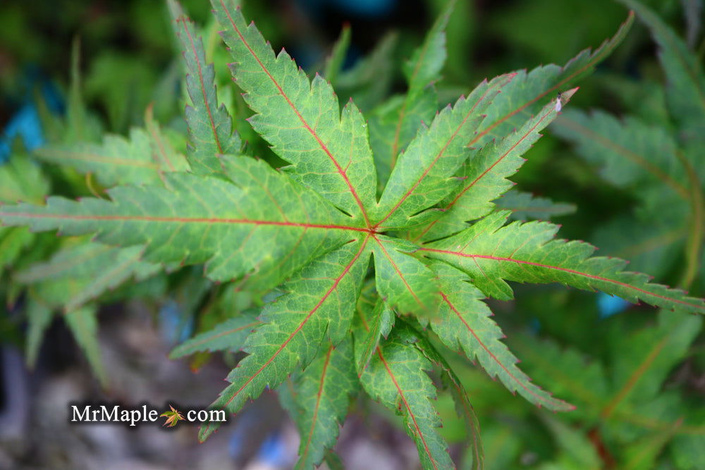 Buy Acer palmatum 'Angel the Prince' Japanese Maple — Mr Maple │ Buy ...