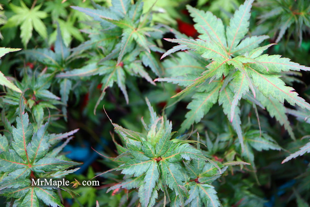 Buy Acer palmatum 'Angel the Prince' Japanese Maple — Mr Maple │ Buy ...