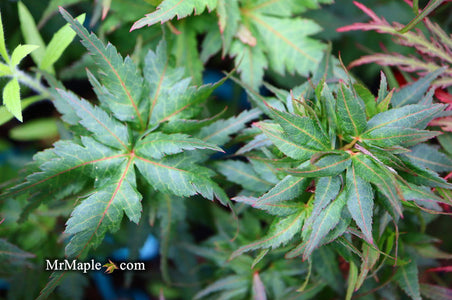 Buy Acer palmatum 'Angel the Prince' Japanese Maple — Mr Maple │ Buy ...