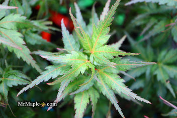 Buy Acer palmatum 'Angel the Prince' Japanese Maple — Mr Maple │ Buy ...