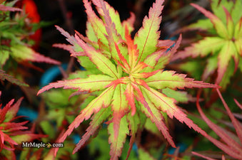 Buy Acer palmatum 'Angel the Prince' Japanese Maple — Mr Maple │ Buy ...