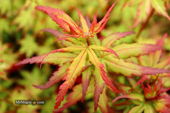 Buy Acer palmatum 'Angel the Prince' Japanese Maple — Mr Maple │ Buy ...