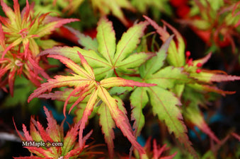 Buy Acer palmatum 'Angel the Prince' Japanese Maple — Mr Maple │ Buy ...