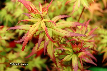 Buy Acer palmatum 'Angel the Prince' Japanese Maple — Mr Maple │ Buy ...