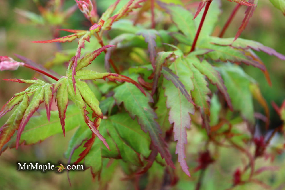 Buy Acer palmatum 'Angel the Prince' Japanese Maple — Mr Maple │ Buy ...