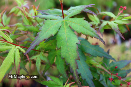 Buy Acer palmatum 'Angel the Prince' Japanese Maple — Mr Maple │ Buy ...