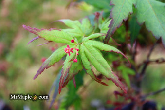 Buy Acer palmatum 'Angel the Prince' Japanese Maple — Mr Maple │ Buy ...