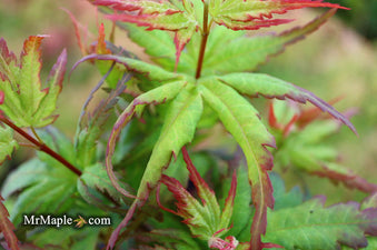 Buy Acer palmatum 'Angel the Prince' Japanese Maple — Mr Maple │ Buy ...
