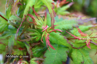 Buy Acer palmatum 'Angel the Prince' Japanese Maple — Mr Maple │ Buy ...