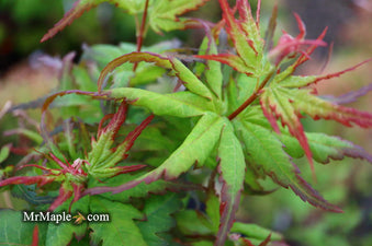 Buy Acer palmatum 'Angel the Prince' Japanese Maple — Mr Maple │ Buy ...