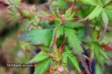 Buy Acer palmatum 'Angel the Prince' Japanese Maple — Mr Maple │ Buy ...