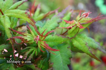 Buy Acer palmatum 'Angel the Prince' Japanese Maple — Mr Maple │ Buy ...